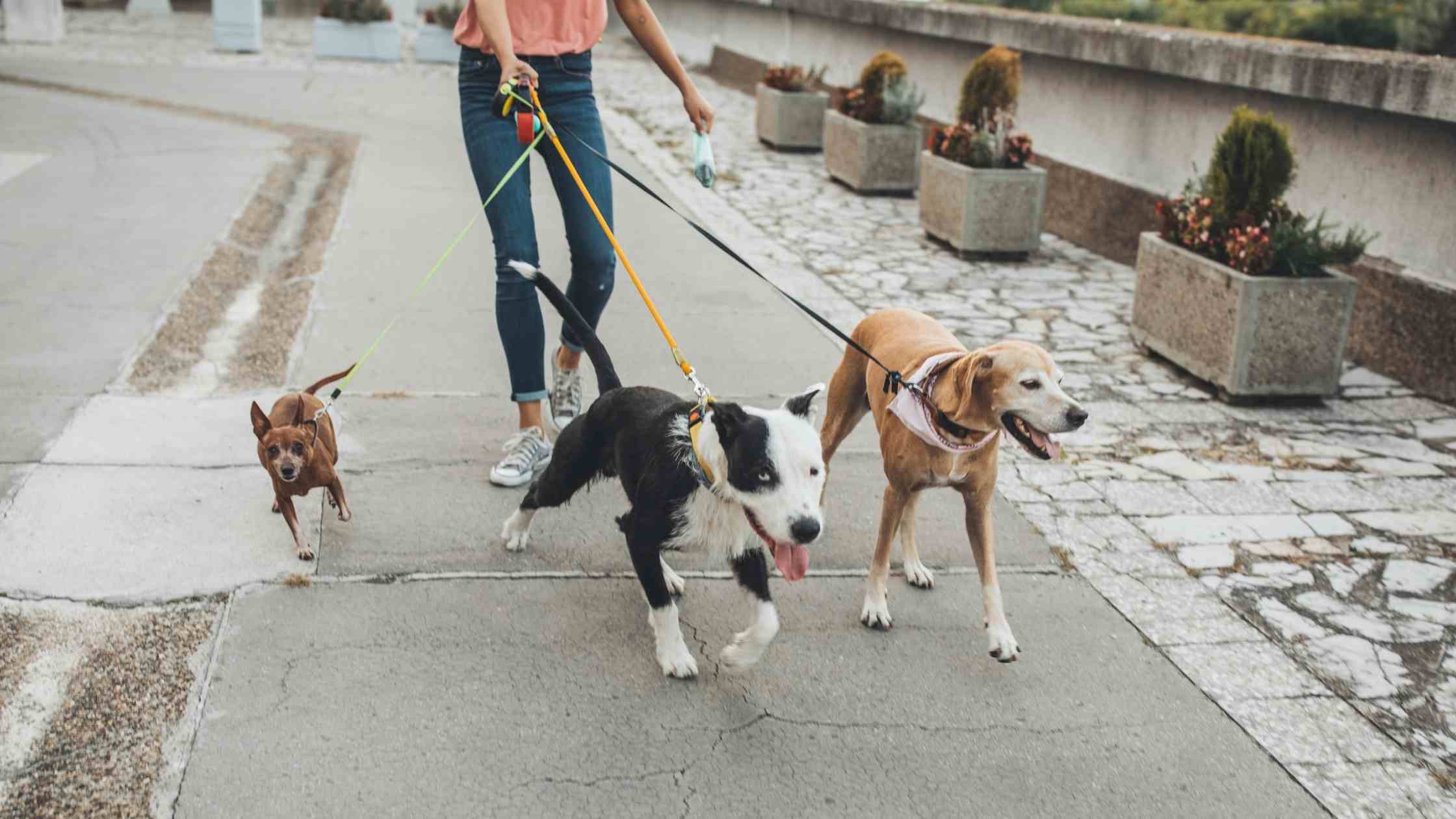 A importância do Networking para Pet Sitters - Famyle