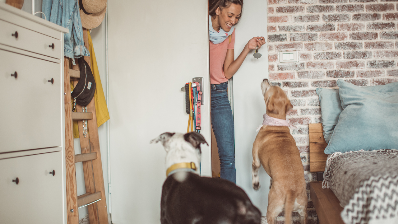 Por que o pet sitter pode ser a melhor escolha para seu animal - Famyle